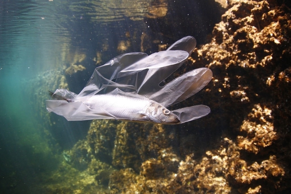 Ocean Microplastic Pollution Vastly Underestimated, Study Finds | Earth.Org