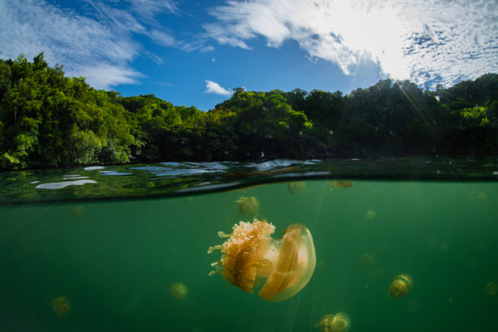 No Oceans No Future: Fighting Ocean Plastic Pollution And Building ...